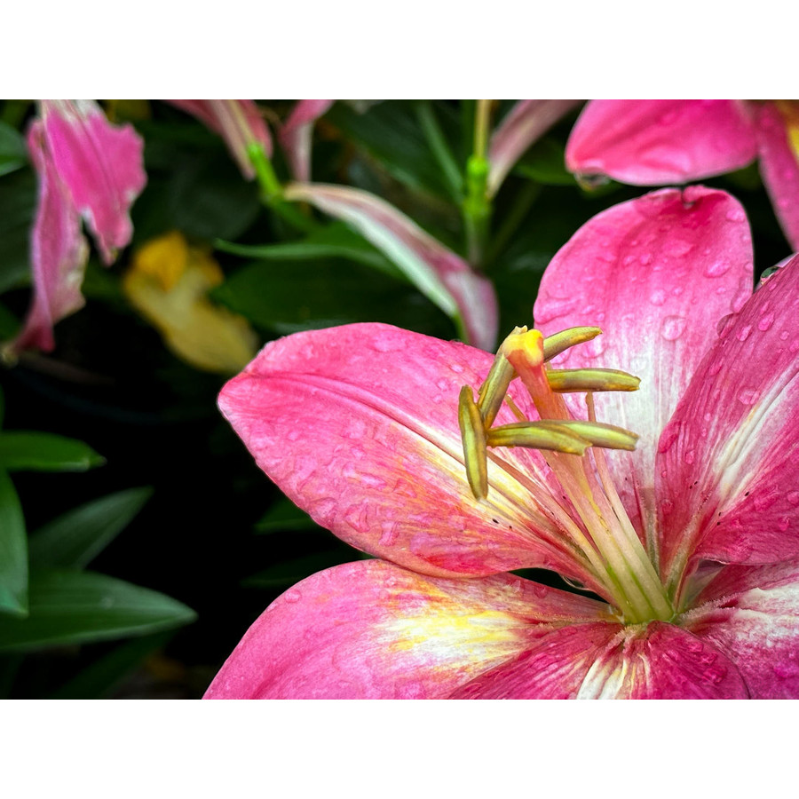 Lilium 'Rozalynn' – Ázsiai hibrid liliom