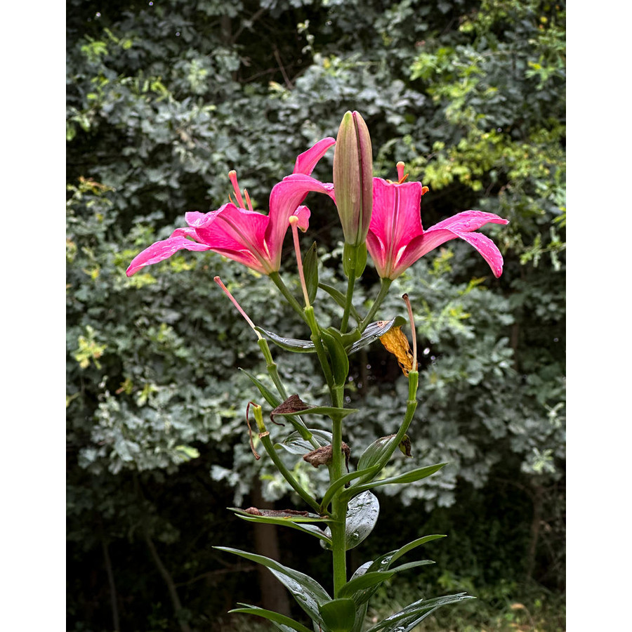Lilium 'Rozalynn' – Ázsiai hibrid liliom