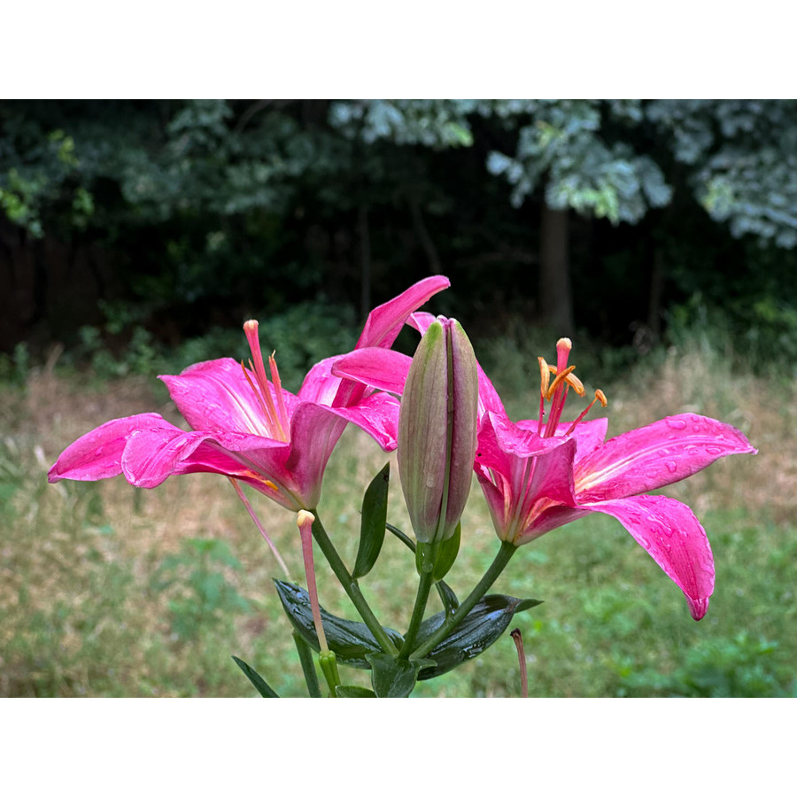 Lilium 'Rozalynn' – Ázsiai hibrid liliom