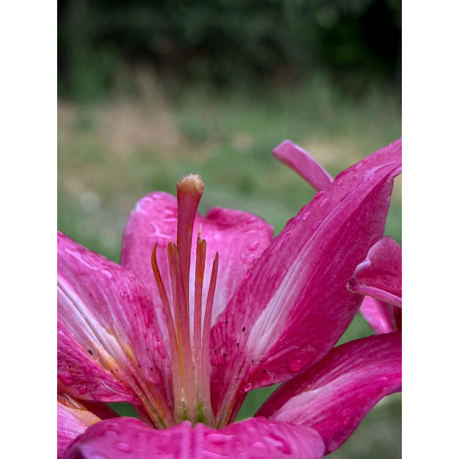 Lilium 'Rozalynn' – Ázsiai hibrid liliom