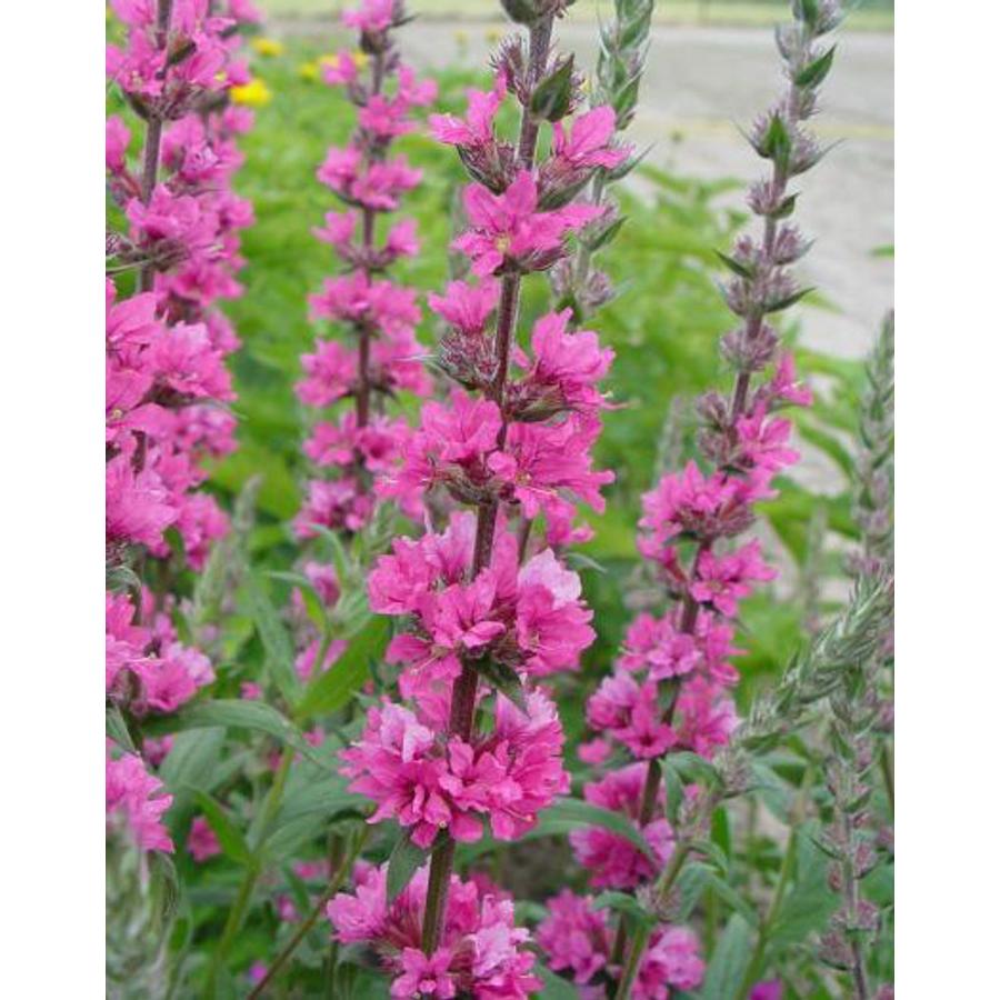 Lythrum salicaria 'Pink Blush' – Réti füzény