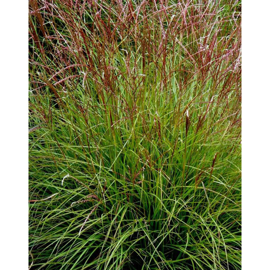 Miscanthus sinensis 'Cute One' – Molnárpántlika