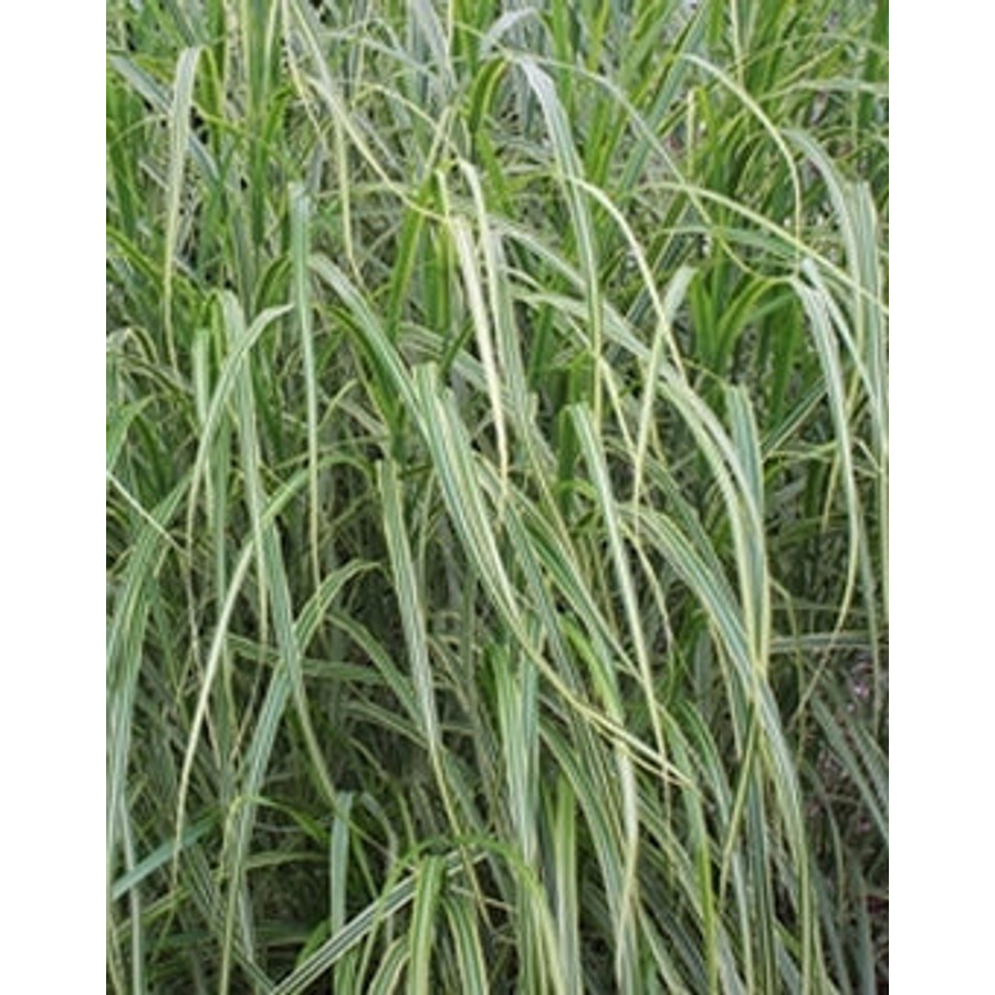 Miscanthus sinensis 'Goldfeder' – Molnárpántlika