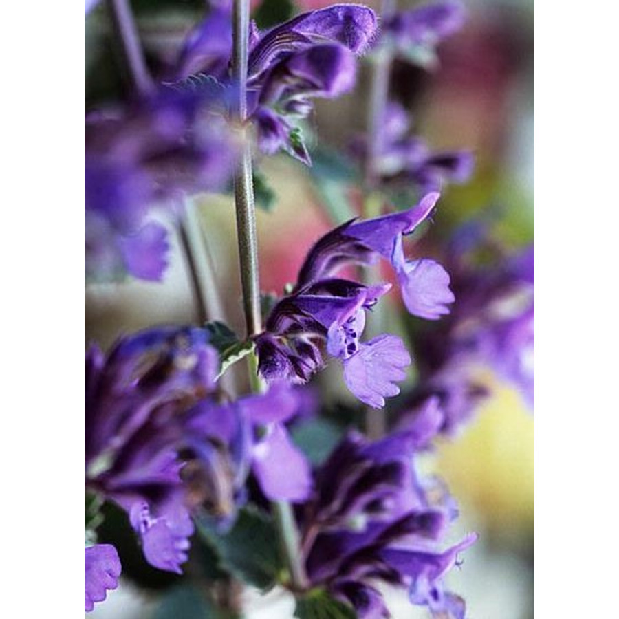 Nepeta x faassenii 'Kit Cat' - Macskamenta