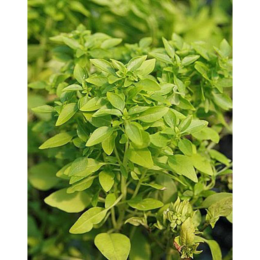 Ocimum basilicum 'Minette' – Bazsalikom