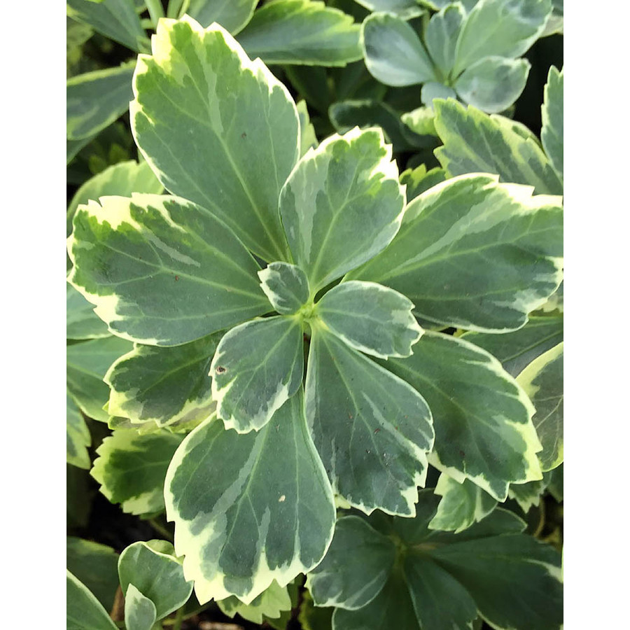 Pachysandra terminalis 'Silver Edge' – Japán kövérke