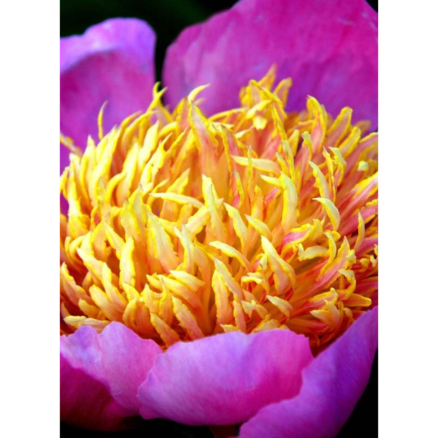 Paeonia lactiflora 'Tom Eckhardt' – Illatos bazsarózsa