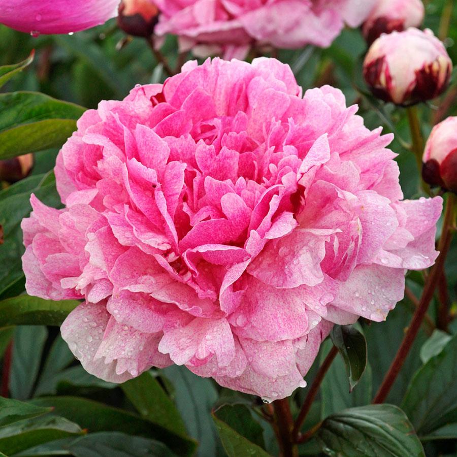 Paeonia 'The Fawn' – Bazsarózsa
