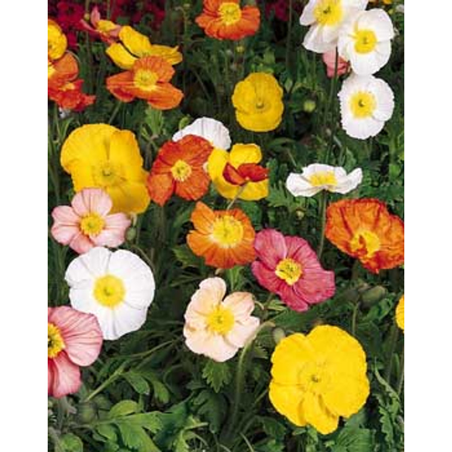 Papaver nudicaule 'Spring Fever Mix' – Izlandi mák (színkeverék)