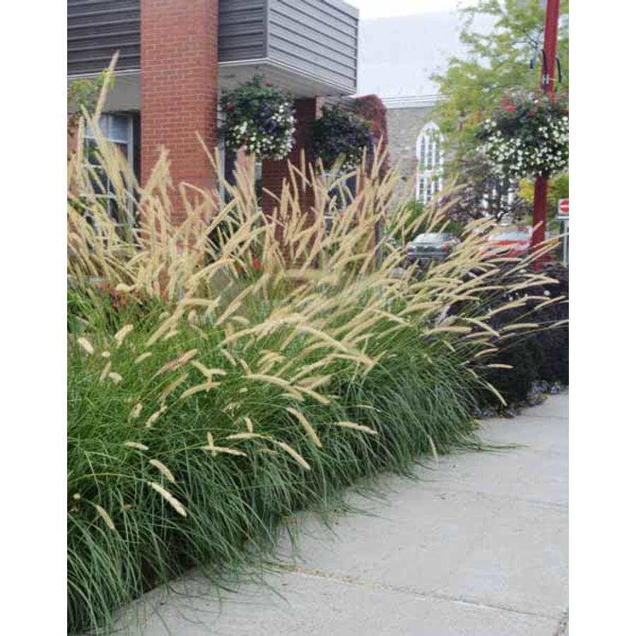 Pennisetum Macrourum ‘white Lancer Afrikai Tollborzfű
