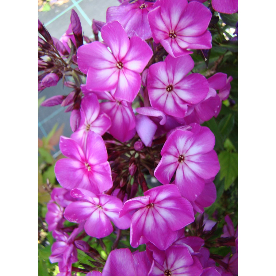 Phlox Paniculata Sweet Summer Surprise Bugás Lángvirág