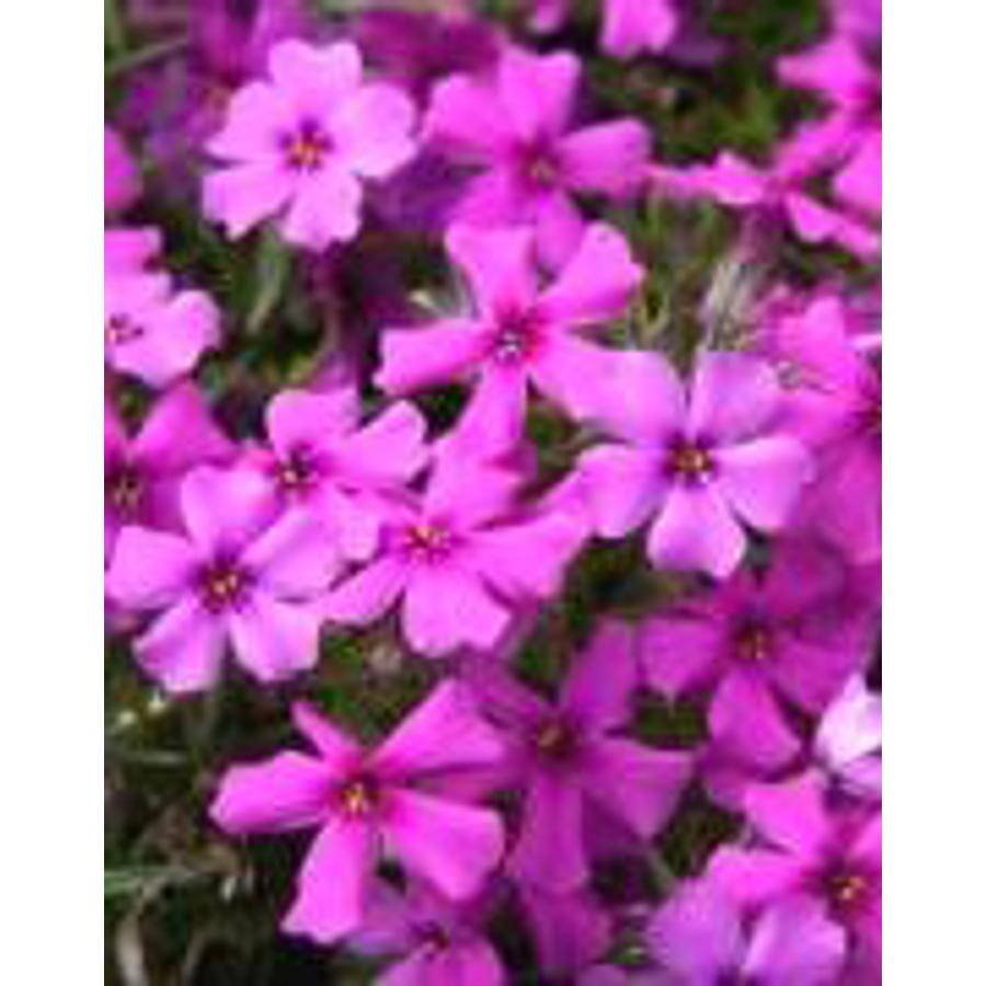 Phlox subulata 'Early Spring Dark Pink' – Árlevelű lángvirág