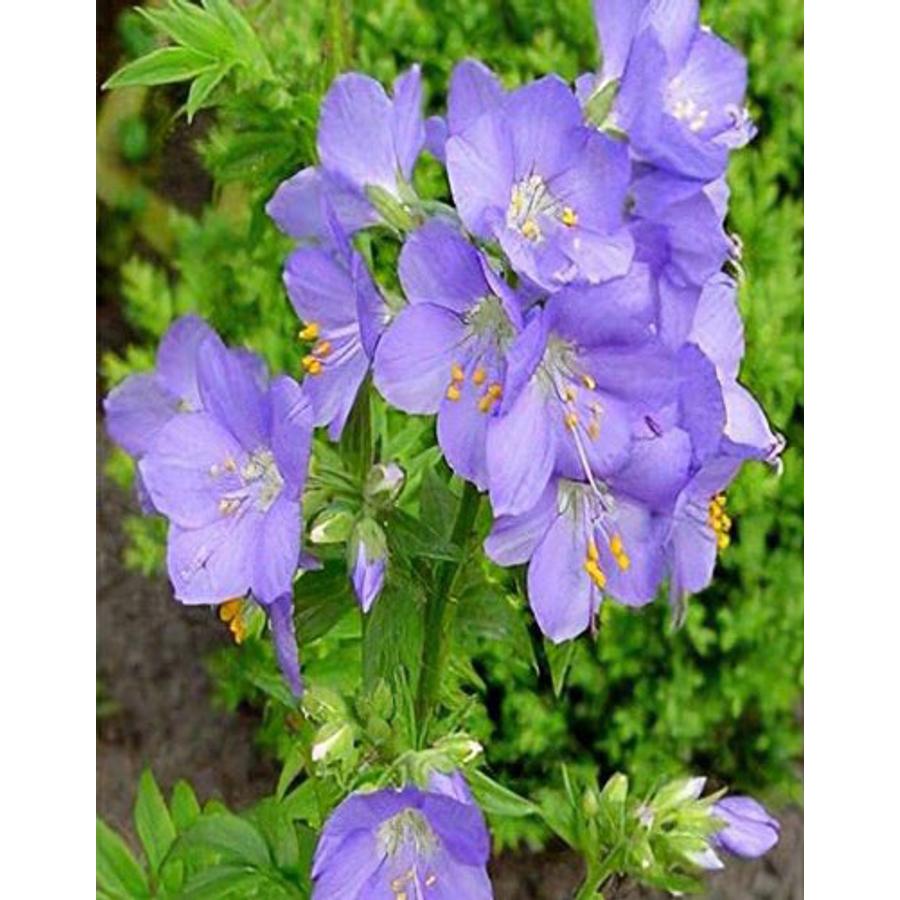 Polemonium reptans 'Blue Pearl' – Indás csatavirág