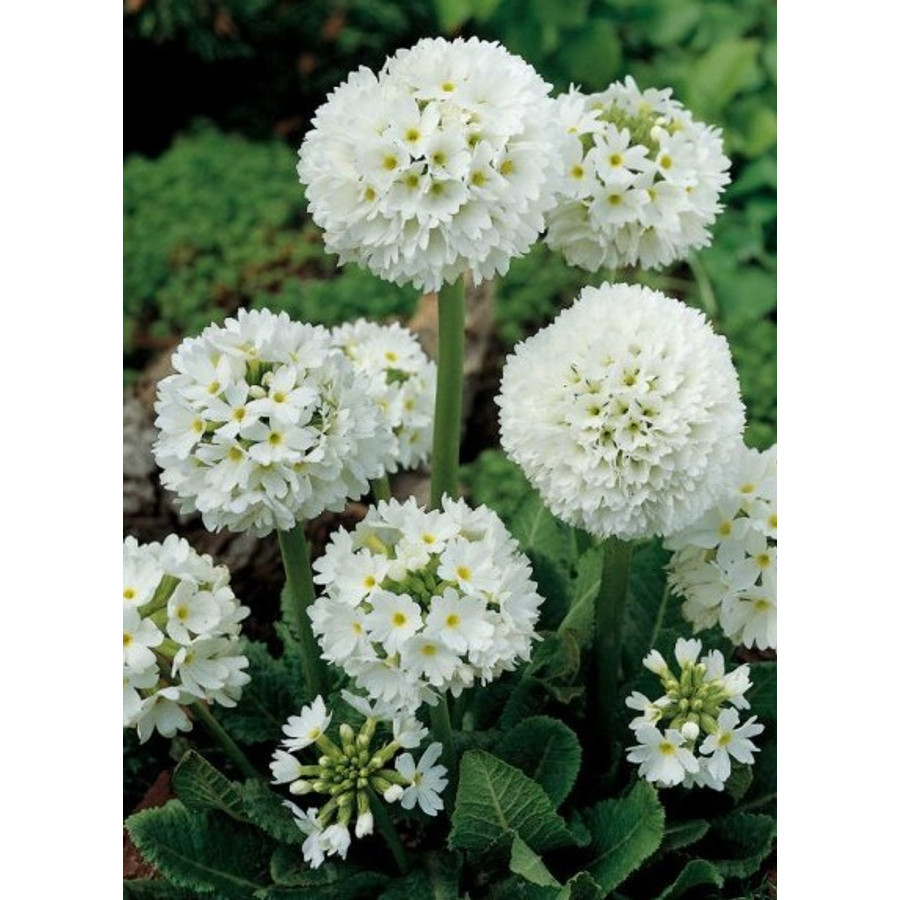 drumstick primula uk