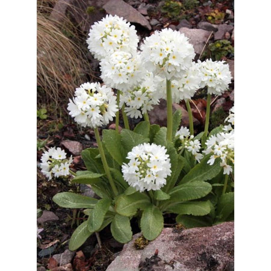 Primula denticulata 'Corolla White' - Gömbös kankalin