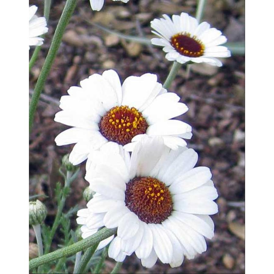 Rhodanthemum hosmariense (syn.: Leucanthemum hosmariense) 'Casablanca ... Rhodanthemum hosmariense (syn.: Leucanthemum hosmariense) 'Casablanca ...