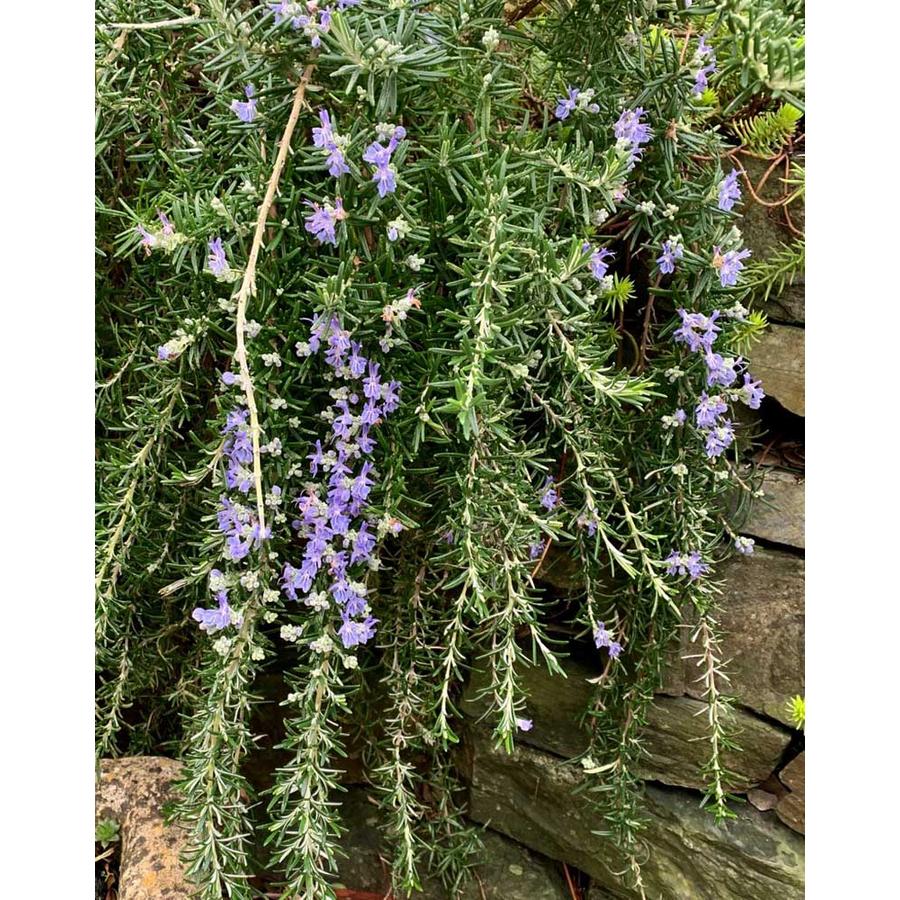 Rosmarinus officinalis 'Prostratus' – Kúszó rozmaring