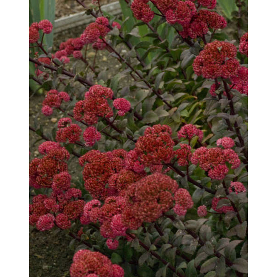 Sedum 'Red Cauli' – Varjúháj