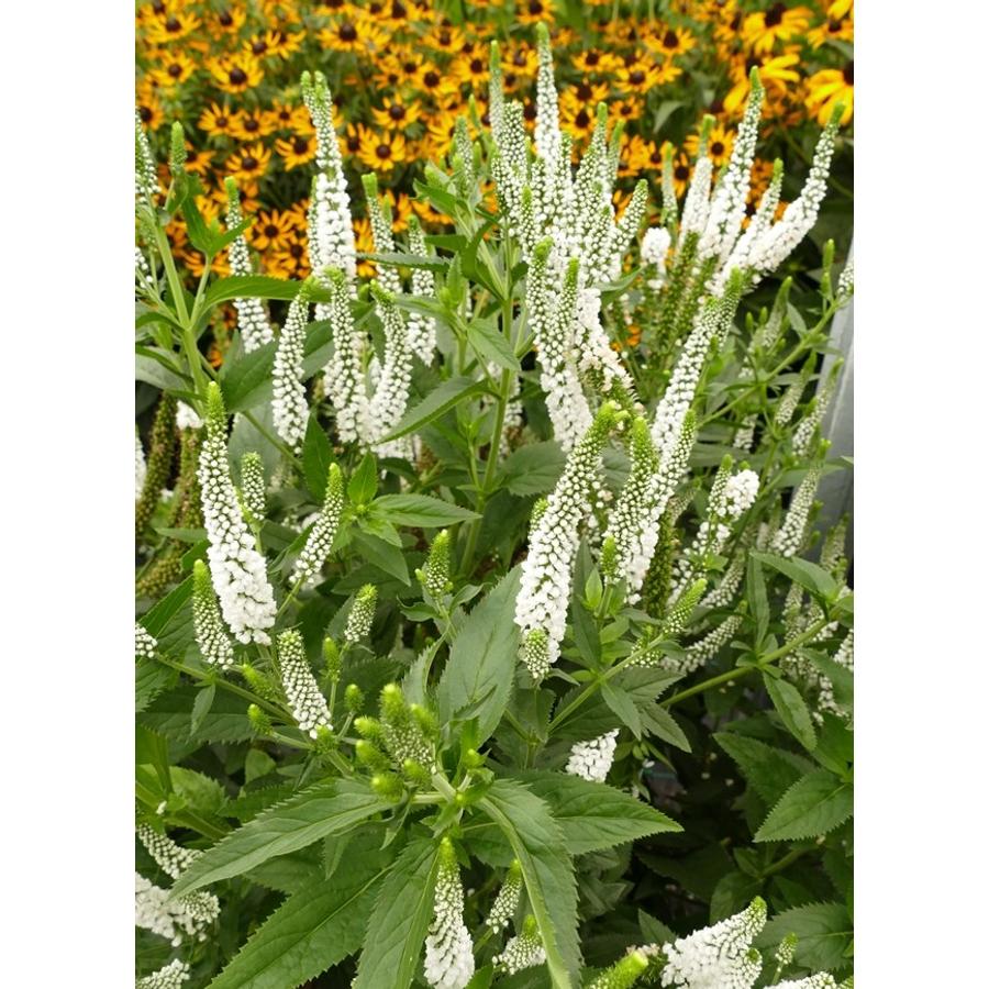 Veronica longifolia 'First Lady' – Veronika