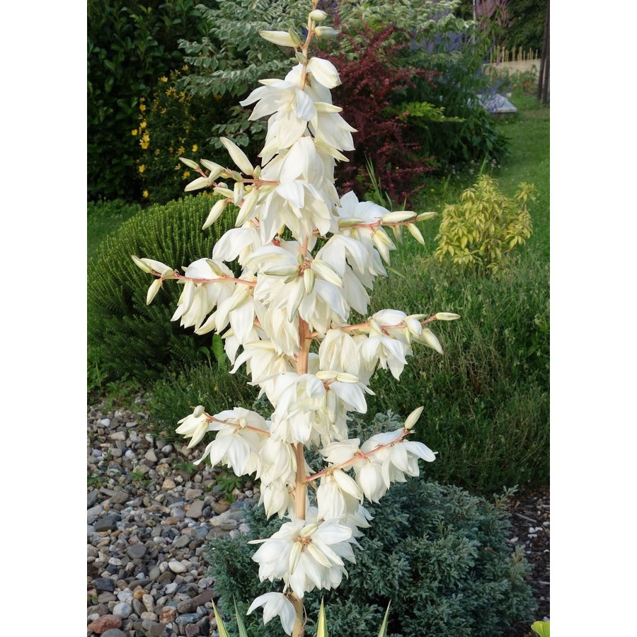Yucca filamentosa 'Gold Heart' - Fürtös pálmaliliom