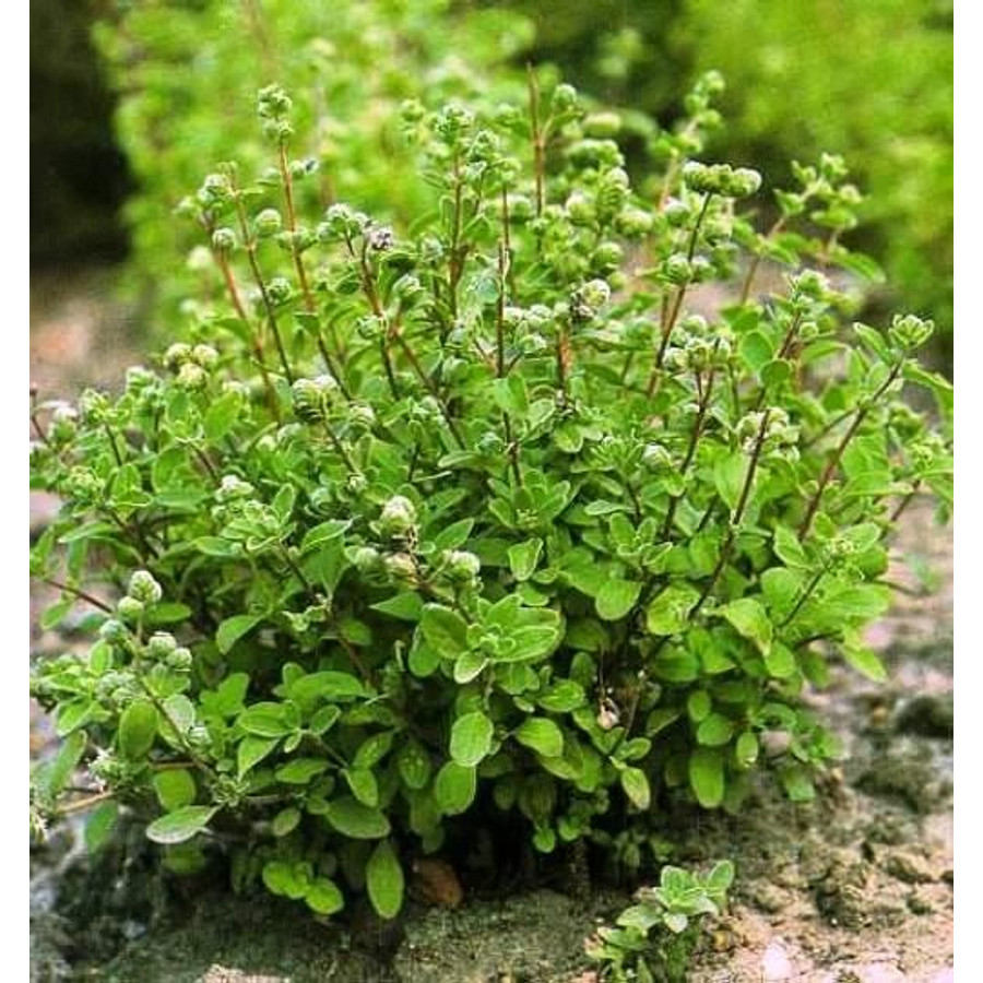 Origanum majorana - Kerti majoranna