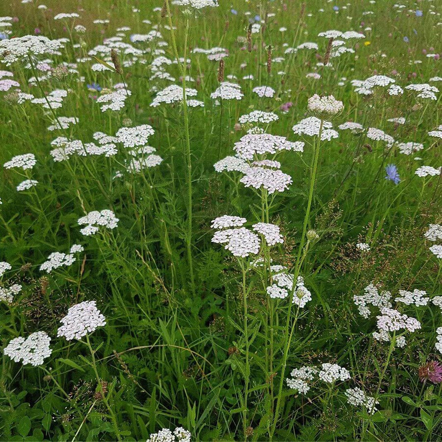 Achillea millefolium – Közönséges cickafark