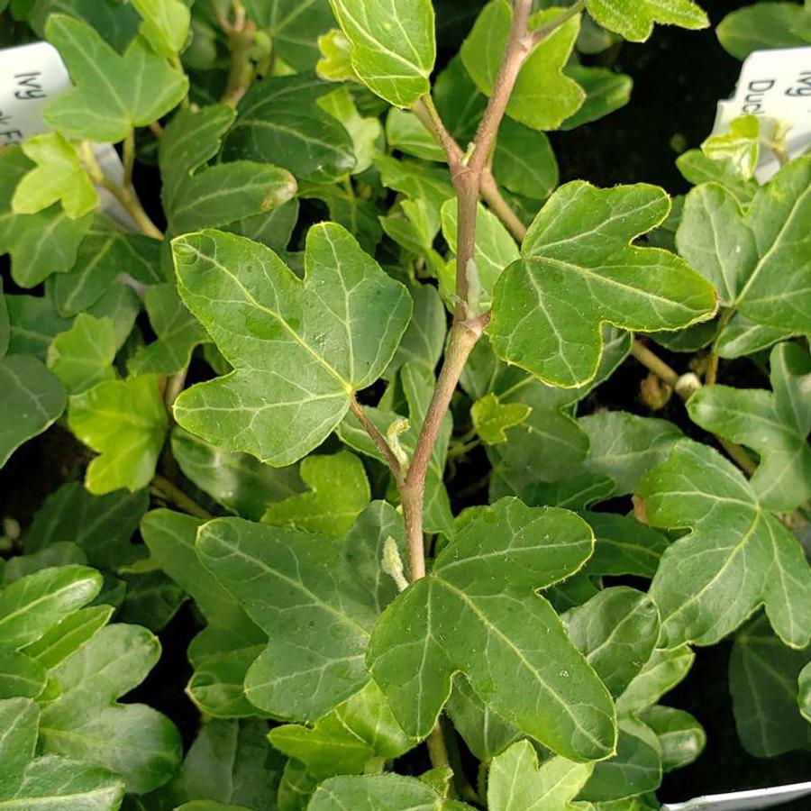 Hedera helix 'Duckfoot' – Borostyán