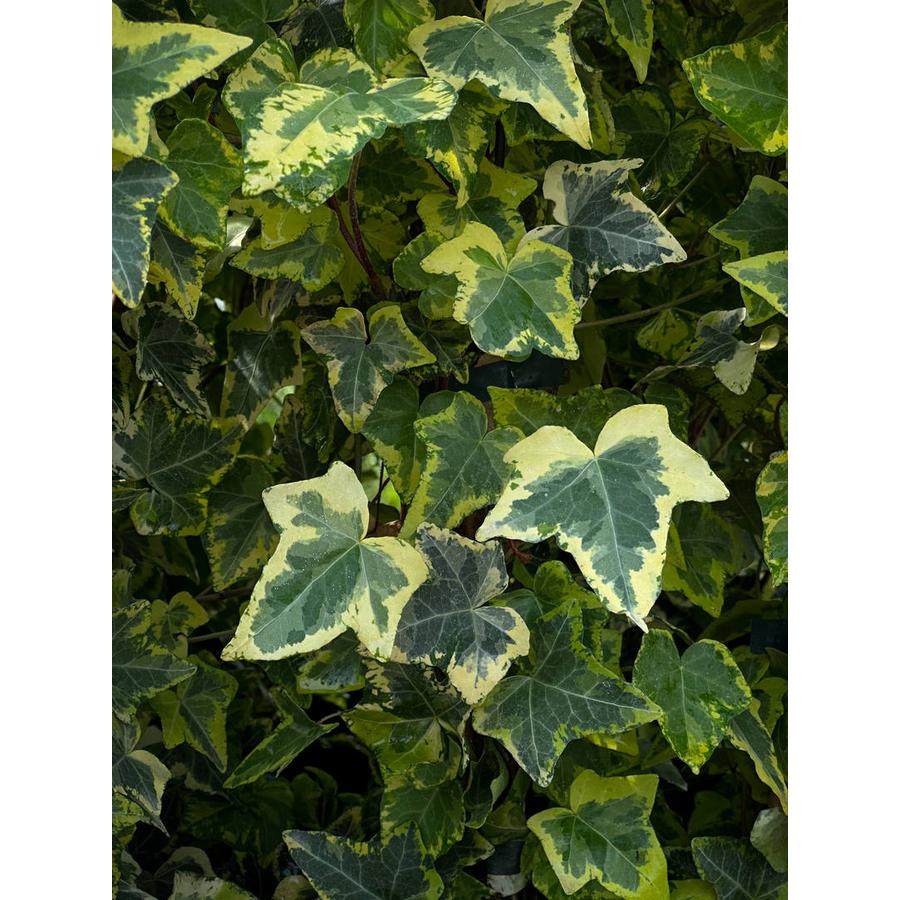Hedera helix 'Golden Kolibri' – Borostyán