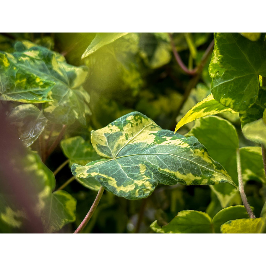 Hedera helix 'Golden Kolibri' – Borostyán