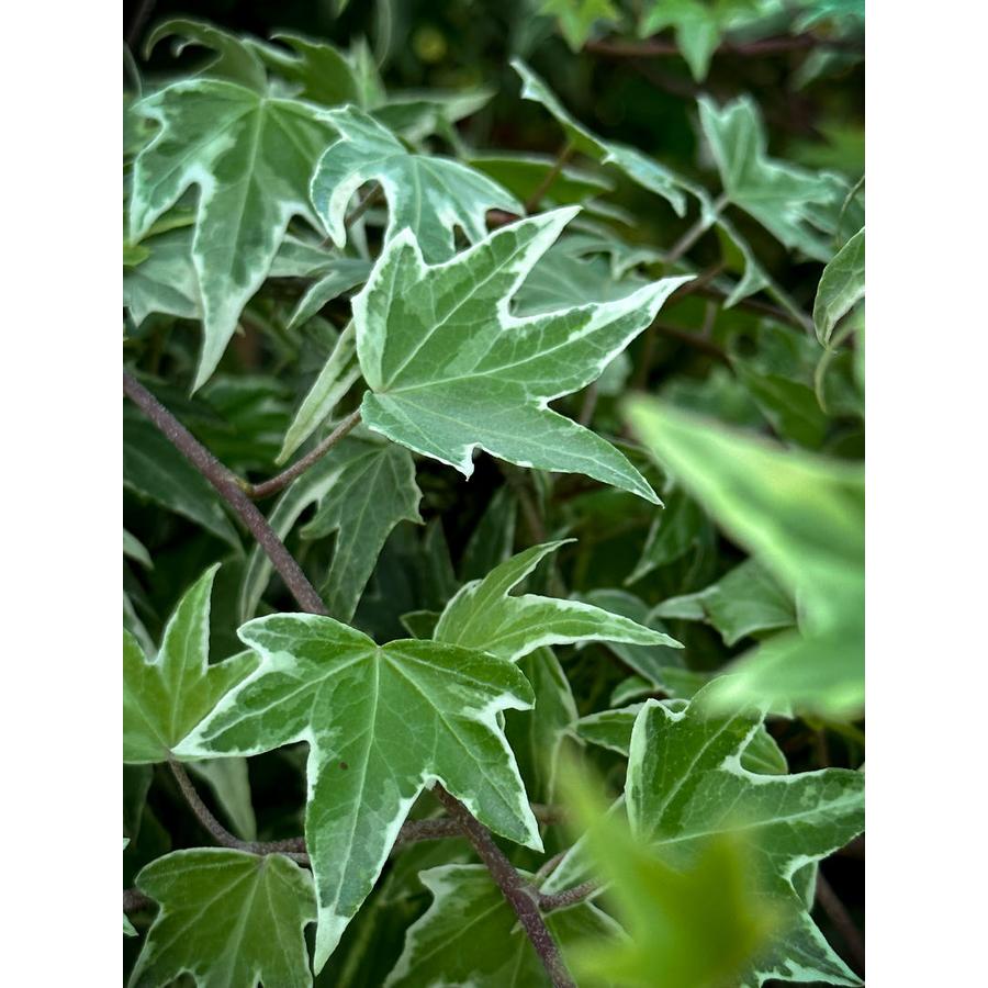 Hedera helix 'White Ripple' – Borostyán