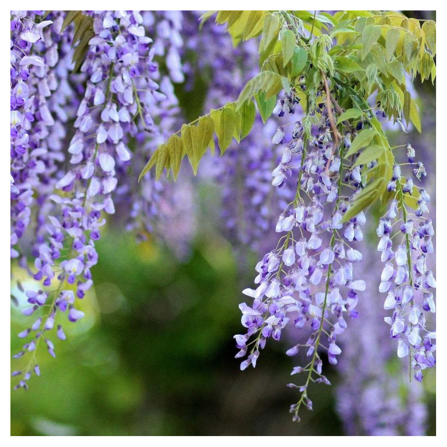 Wisteria sinensis 'Peter Valder' – Lilaakác