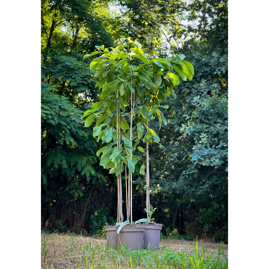 Asimina triloba 'Maria's Joy' – Indián banán