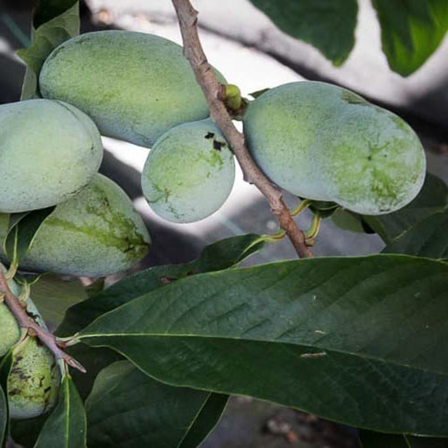 Asimina triloba 'Rebecca's Gold' – Indián banán