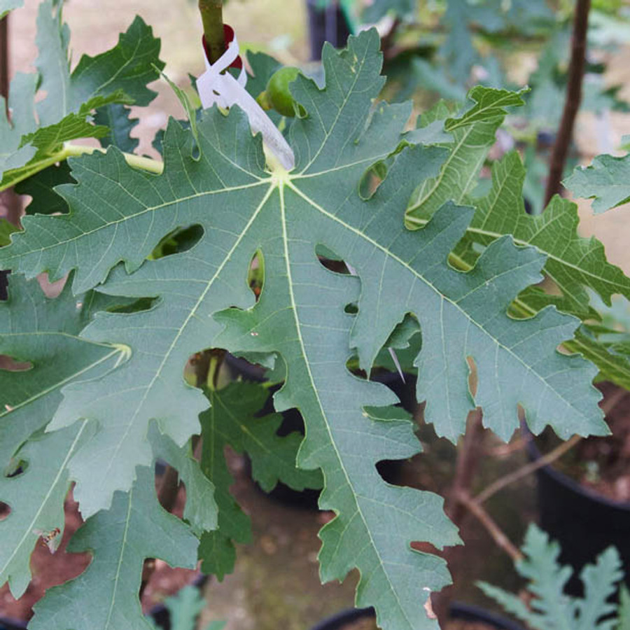 Ficus carica 'Ice Crystal' – Füge