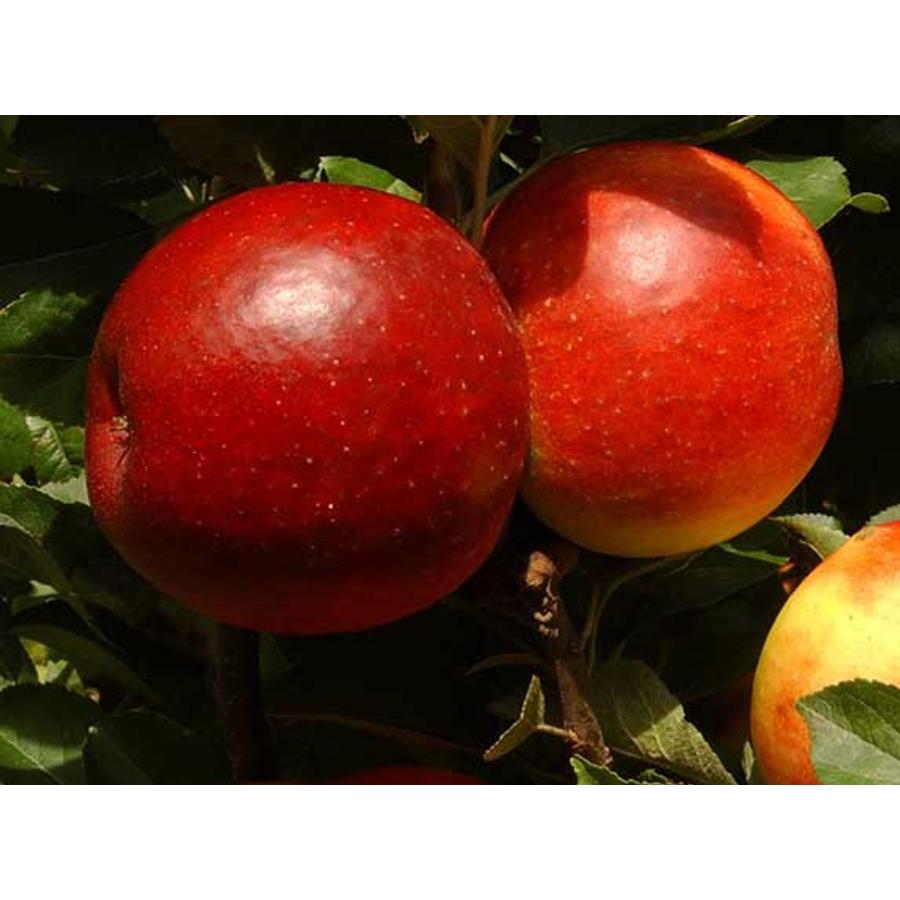 'Samba' Ballerina oszlopos alma fajta