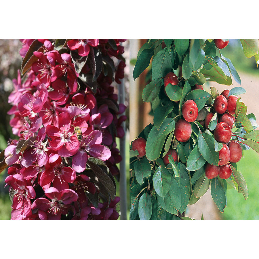 'Maypole' Ballerina oszlopos alma fajta