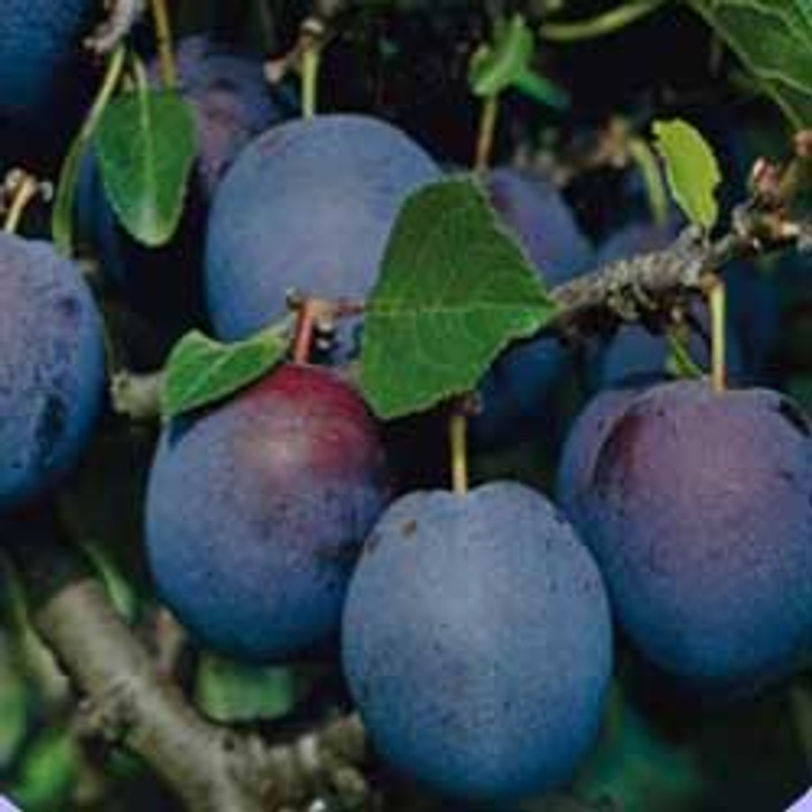 'Sermina' ringló szilva