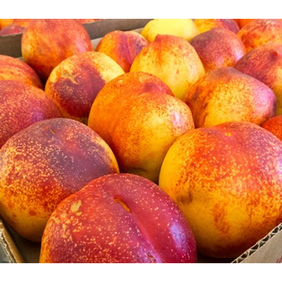 'Andosa' kopaszbarack (nektarin)