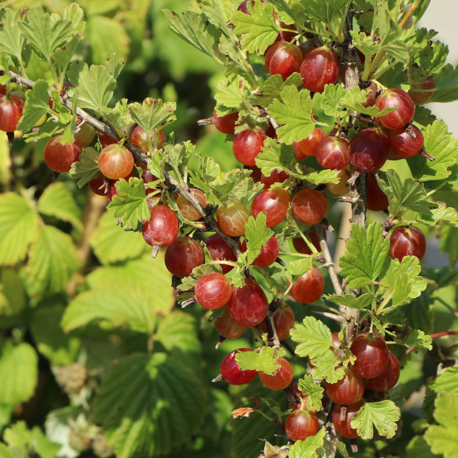 Ribes grossularia (syn.: Ribes uva-crispa) 'Redeva' – Egres