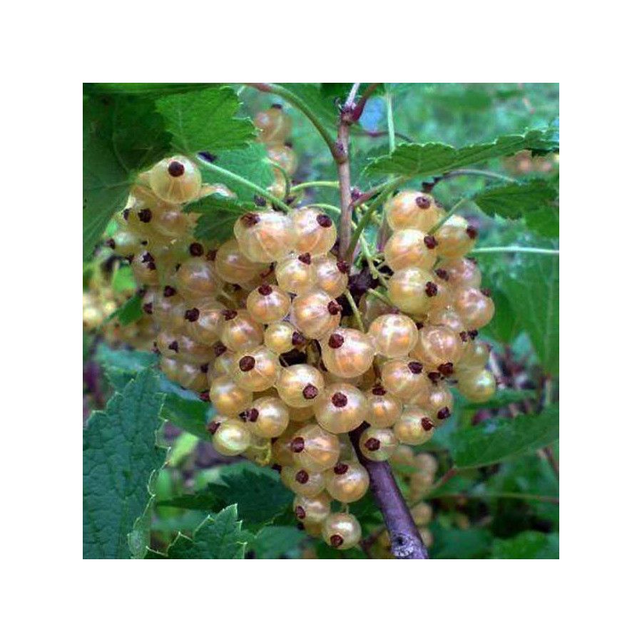 Ribes 'Witte Hollander' – Fehér ribizli