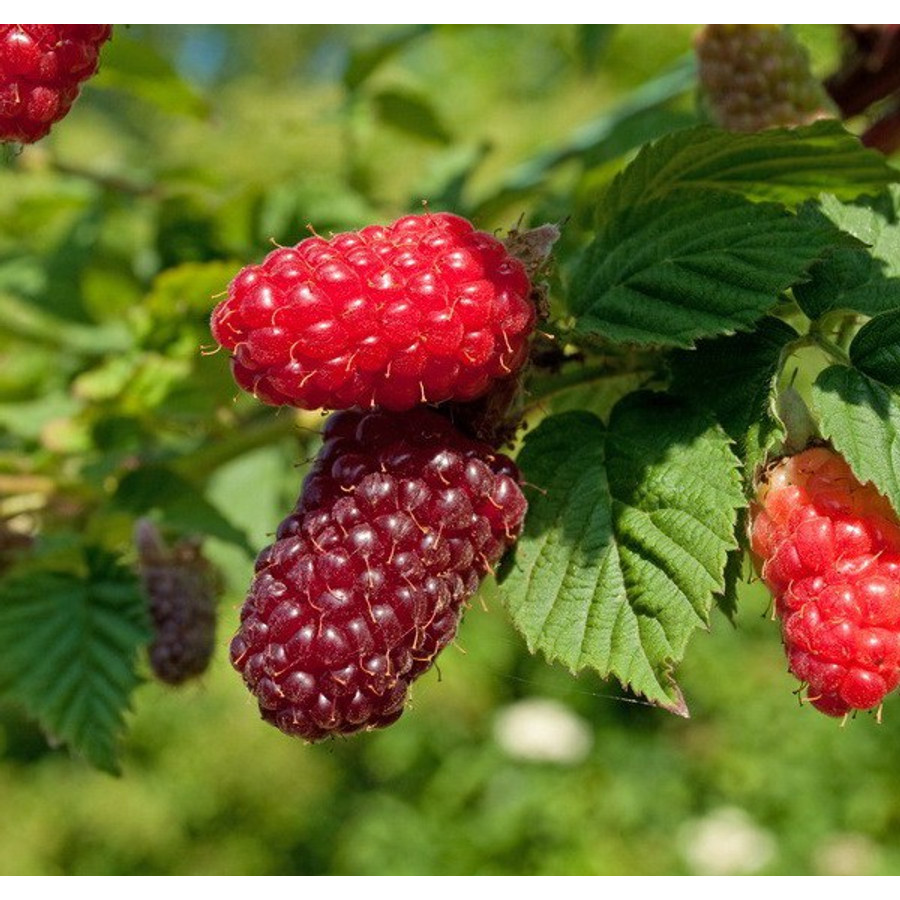 Rubus tayberry 'Buckingham ®’ - Szedermálna