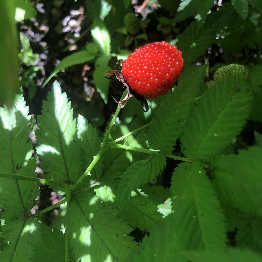 Rubus illecebrosus – Japán szamócamálna