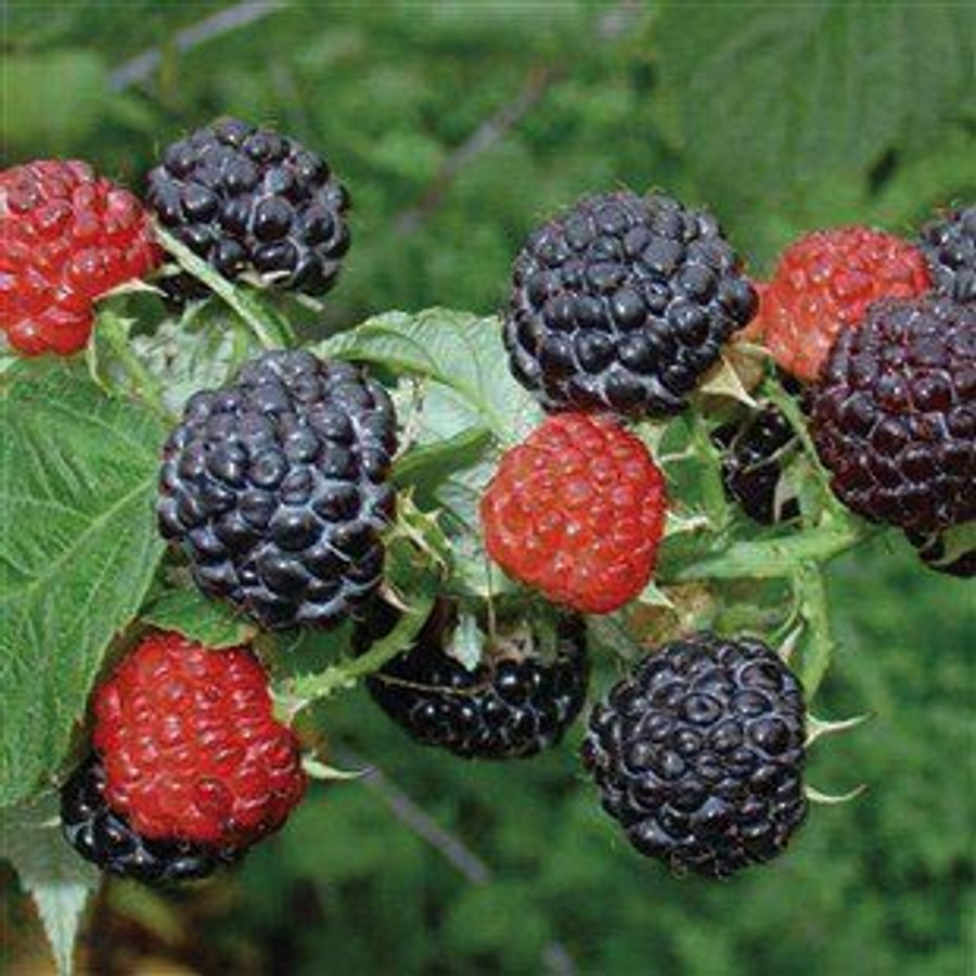 Rubus occidentalis 'Bristol' – Fekete málna