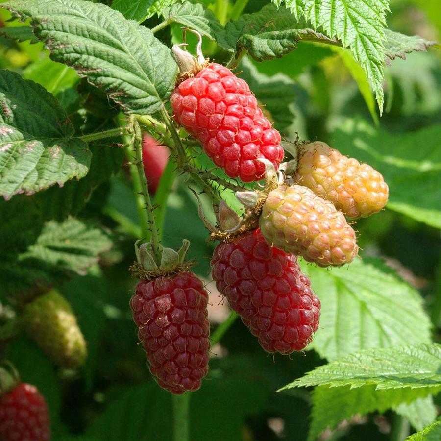 Rubus fruticosus × idaeus 'Tayberry' – Szedermálna