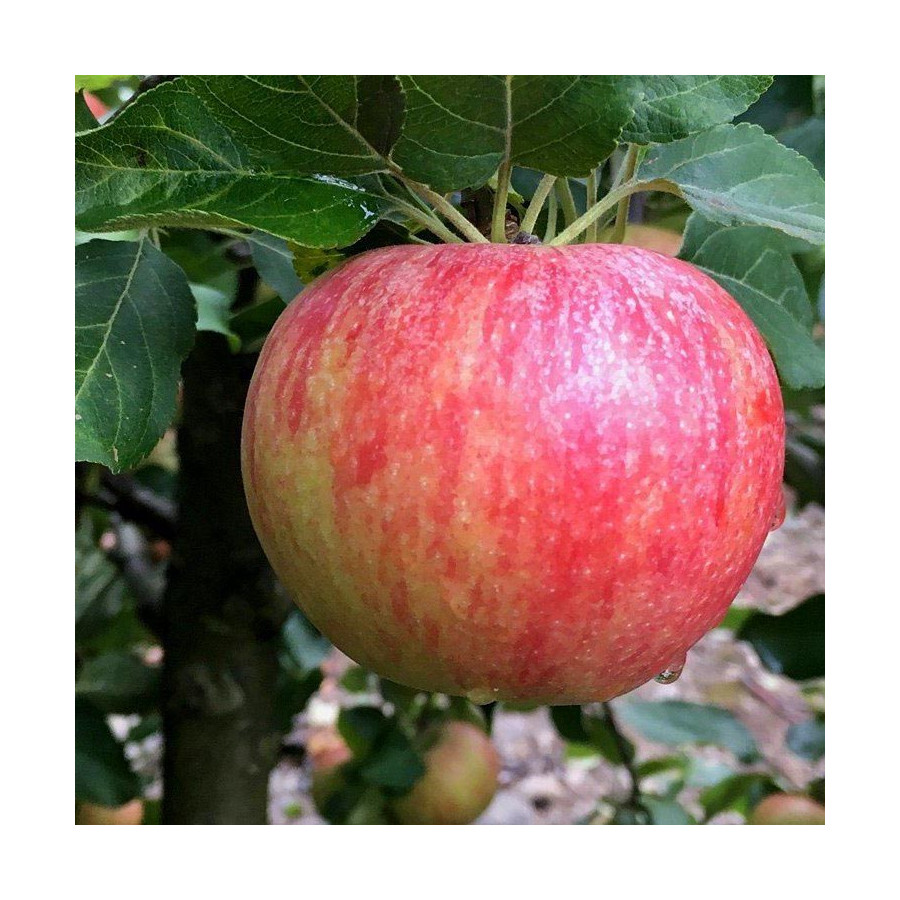 'Alkmene' almafa (koros konténeres) – MM106 alanyon