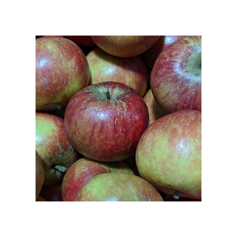 'Cox' almafa (fiatal konténeres csemete)