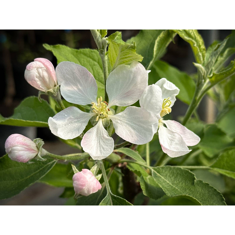 'Devil Gala' alma (konténeres) – M9 alanyon