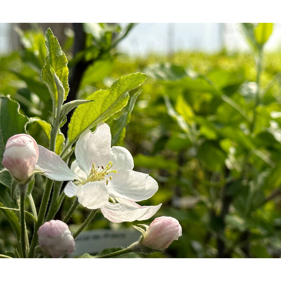 'Devil Gala' alma (konténeres) – M9 alanyon