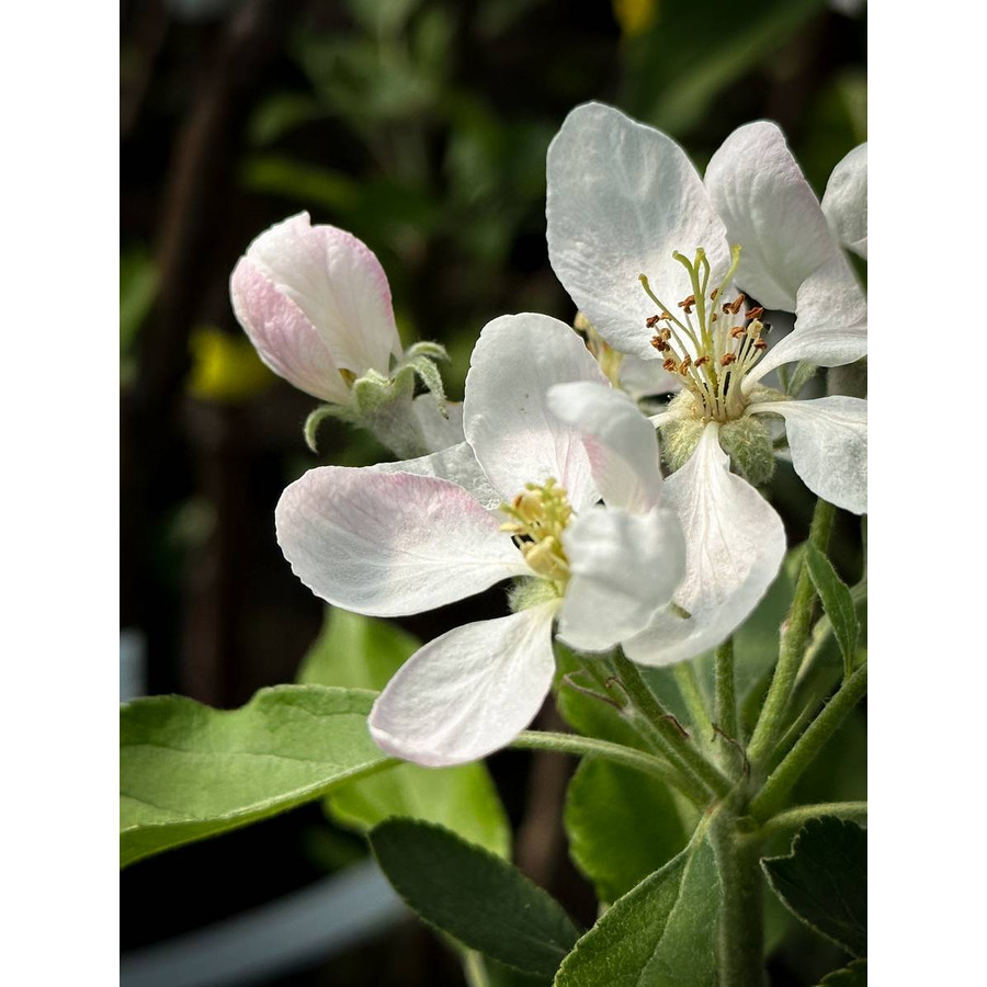 'Devil Gala' alma (konténeres) – M9 alanyon