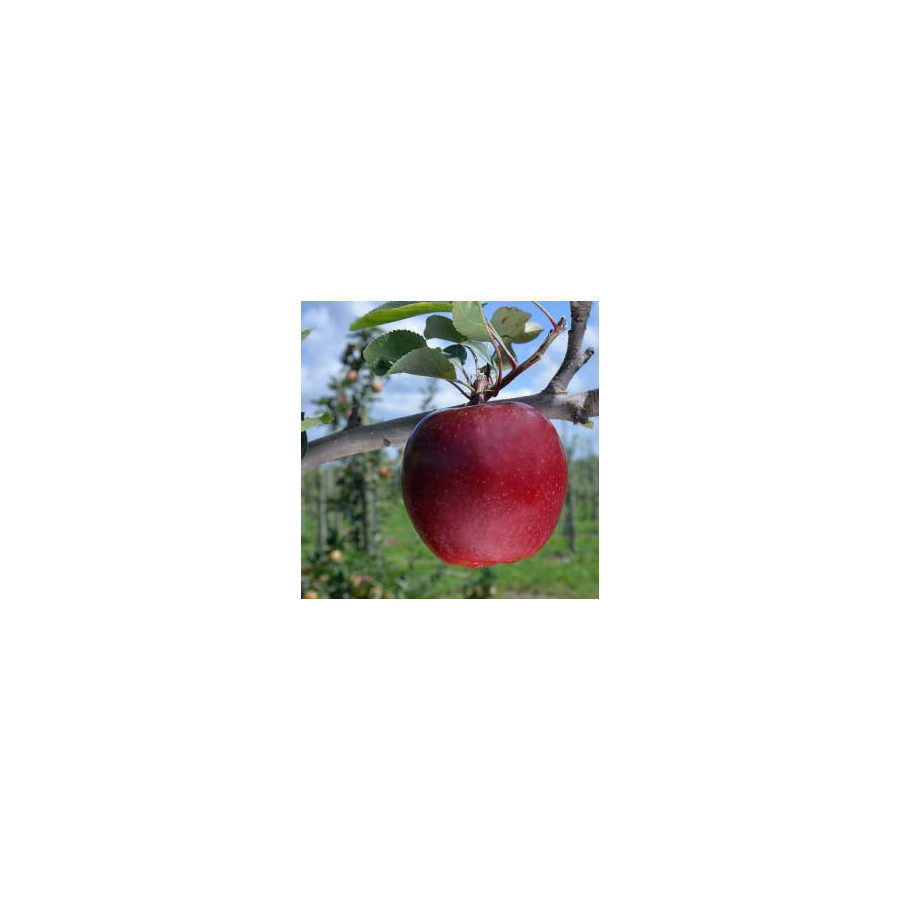 'Devil Gala' alma (konténeres) – M9 alanyon